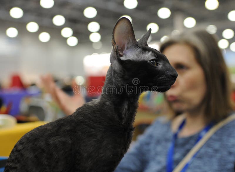 Cat at the International Exhibition Editorial Stock Photo - Image of ...