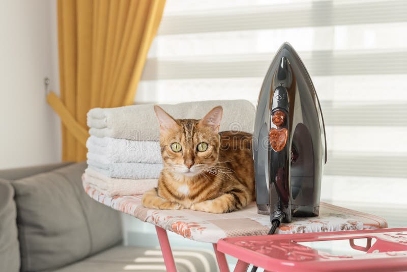 The Cat Irons Clothes with an Electric Iron, Posing on the Ironing ...