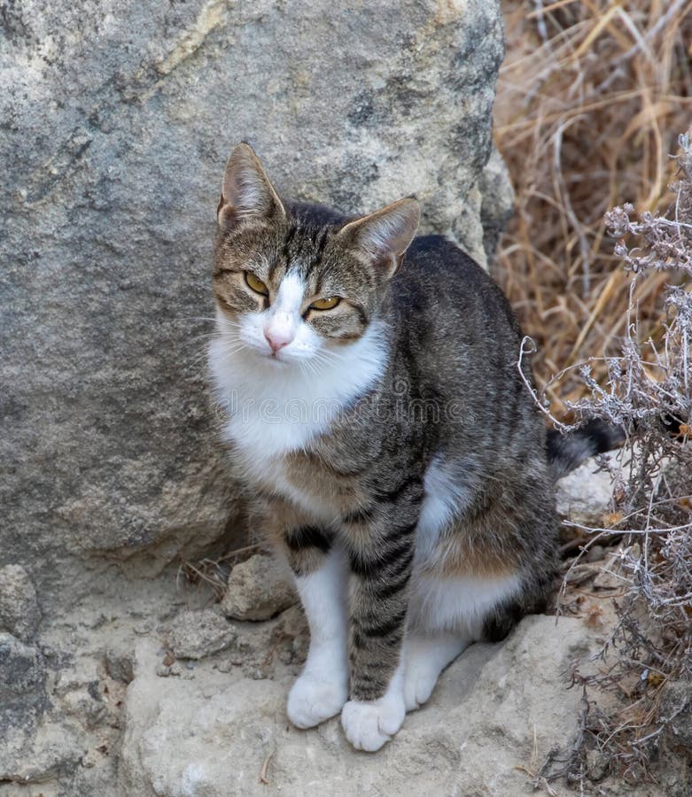 Cat on Karpathos Greece stock photo. Image of karpathos - 325650842