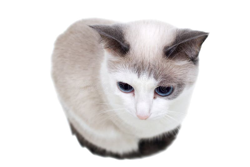 Cat isolated stock image. Image of fluffy, creature, friendly - 5186775