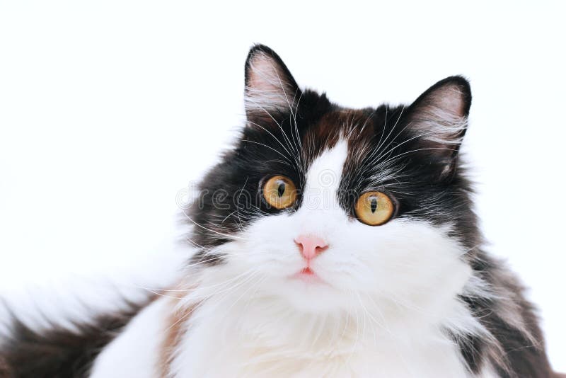 Cat isolated stock image. Image of animal, beautiful, loving - 9462611