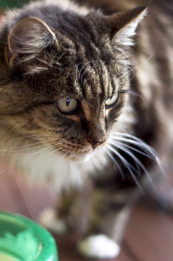 Cat stock photo. Image of ears, feline, paws, eyes, beautiful - 59153928