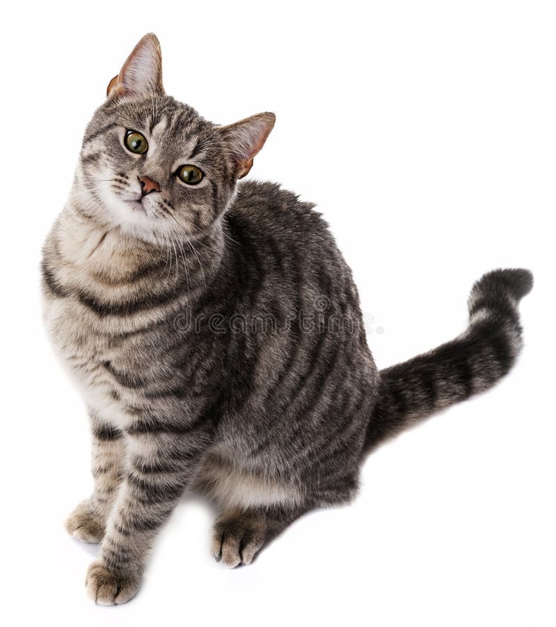 Cat stock photo. Image of domestic, natural, isolation - 35447010