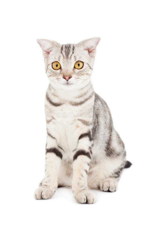 Cat isolated on white stock image. Image of soft, tabby - 33736075