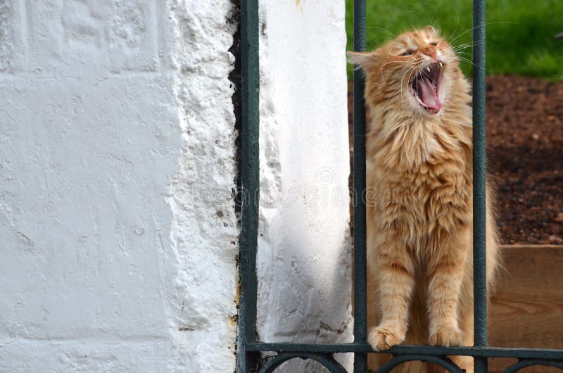 A cat in Istanbul, Turkey stock image. Image of yawn - 65632173