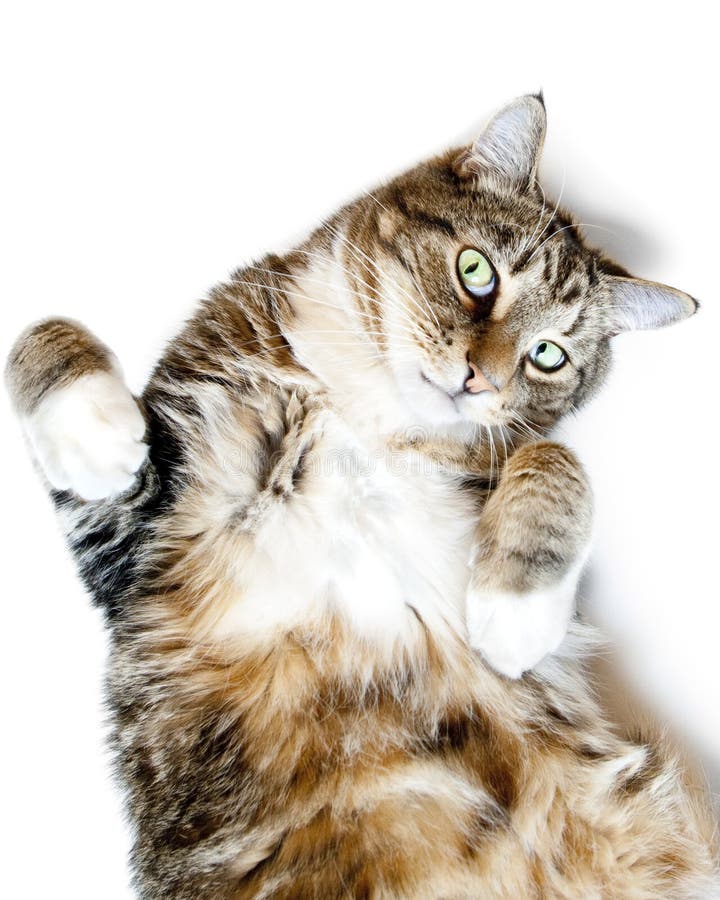 Cat on its back stock photo. Image of resting, white - 14874878