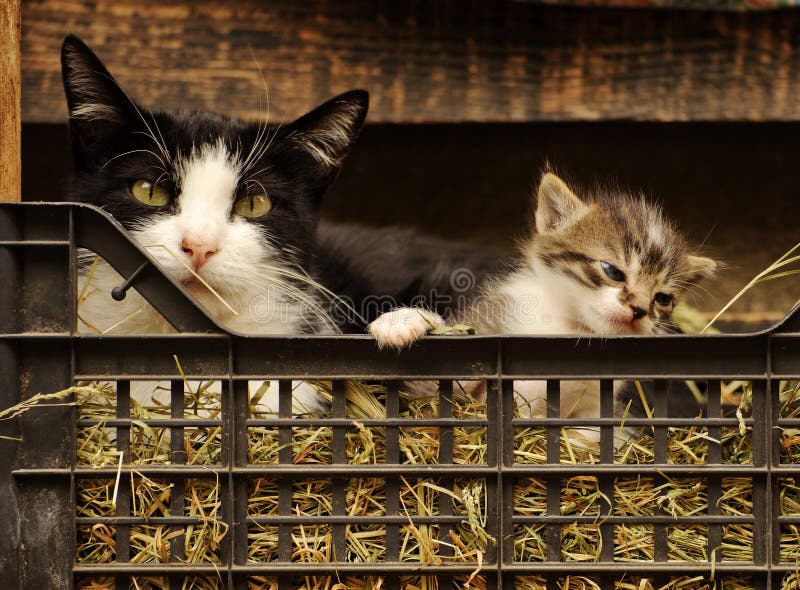 Cat and its cub stock image. Image of stare, kitty, field - 20033397