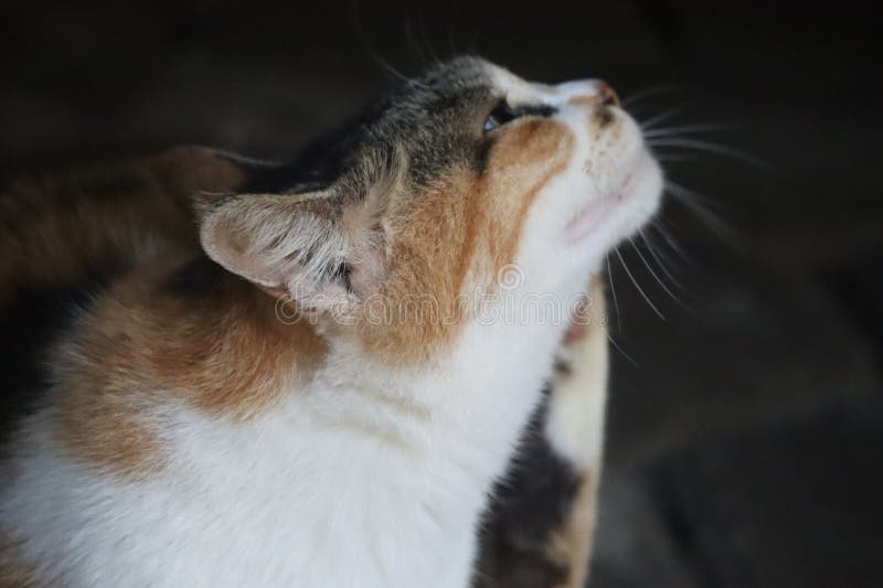 A cat with its face facing stock photo. Image of animal - 314619840