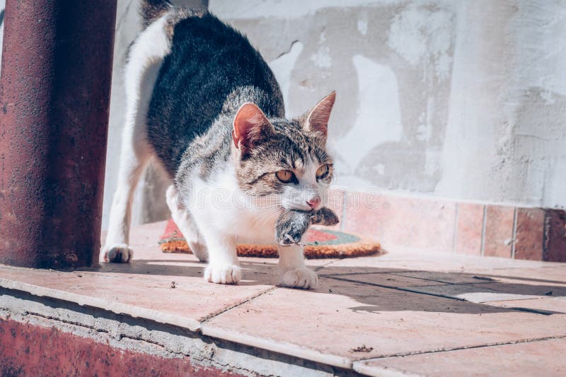 Cat with its mouse catch stock image. Image of hunting - 210958285