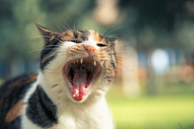 Cat with Its Mouth Wide Open Outdoors Stock Photo - Image of beautiful ...