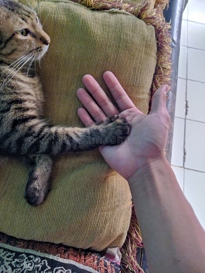 A Cat and Its Owner Touching Each Other Like Shaking Hands Stock Photo ...