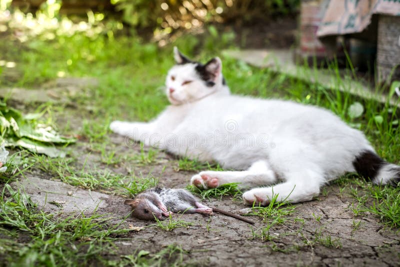 1,370 Cat Court Stock Photos - Free & Royalty-Free Stock Photos from ...