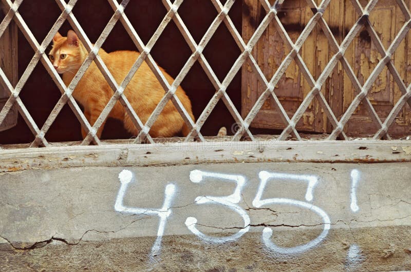 Cat in jail stock image. Image of grid, captive, gate - 58995821