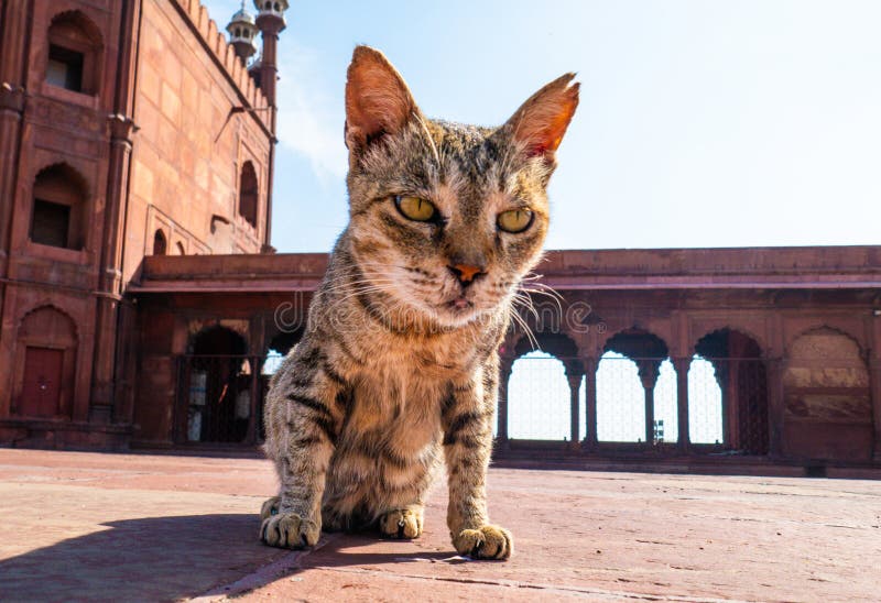 Cat in Jama Masjid Mosque, India Stock Photo - Image of offering, india ...