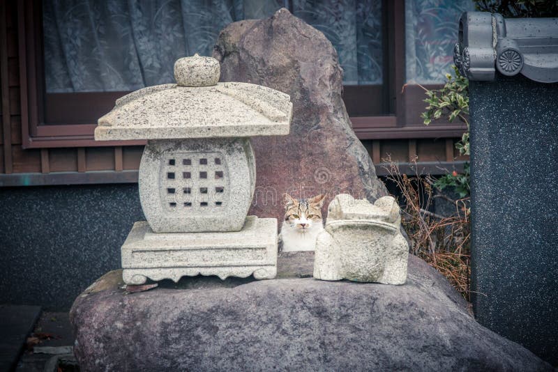 Cat in a Japanese shrine stock photo. Image of white - 89554076