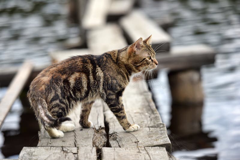 Cat on a jetty on the lake stock image. Image of relaxation - 55251343