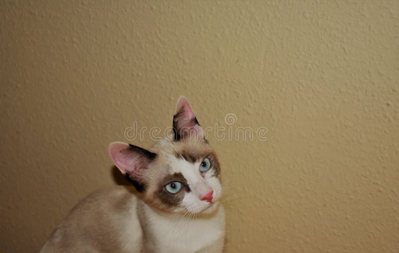 The cat is judging you stock photo. Image of eyes, white - 130965748