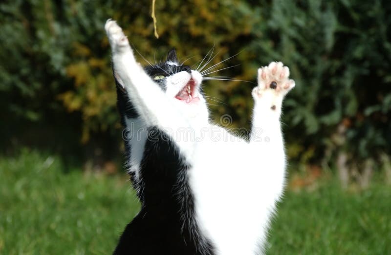 Cat In The Jump. Picture Image: 4095516