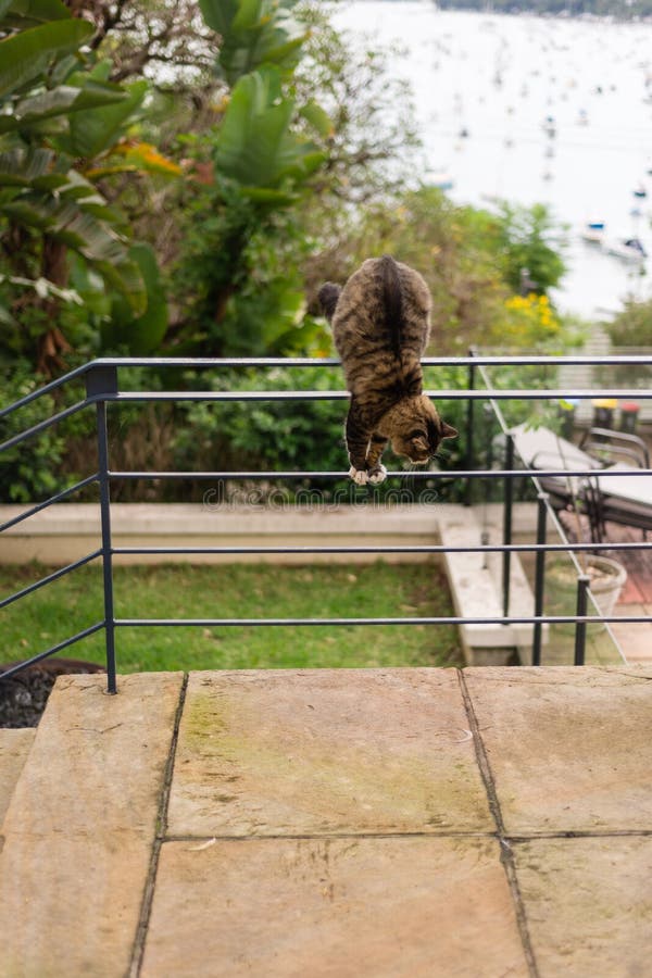 Cat Jumping Down Off Railing Stock Image - Image of height, railing ...