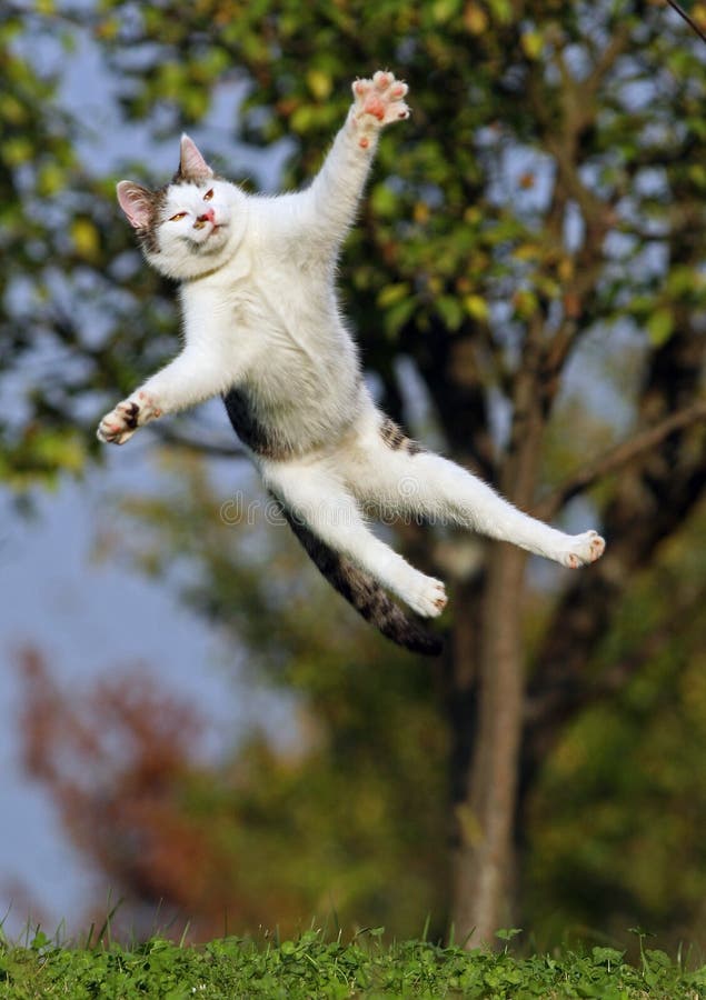 Cat jumping stock image. Image of trees, jump, nature - 85728201