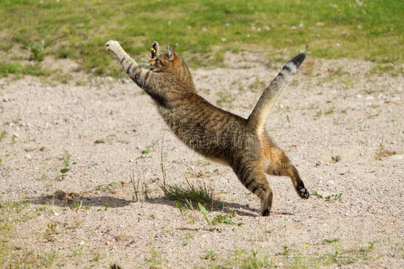 Cat Jumping and Hunting Flies Stock Photo - Image of summer, peace ...
