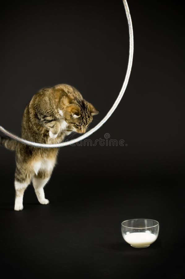 Cat jumping for milk stock photo. Image of plastic, action - 4678304