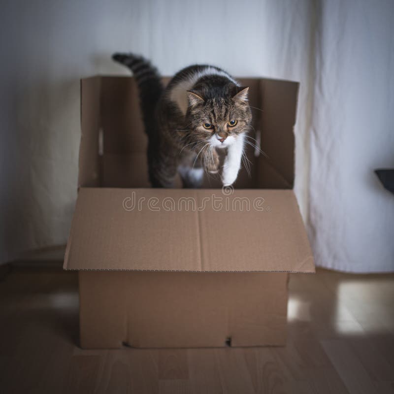 Cat jumping out of box stock image. Image of looking - 194614035