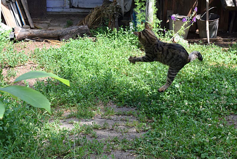 Cat Jumping and Playing on Grass Meadow Stock Image - Image of long ...