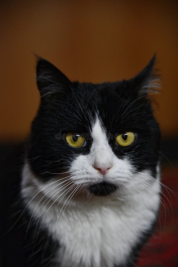Cat Jumps Full Body Looking at Camera, Looking at Camera Stock Image ...