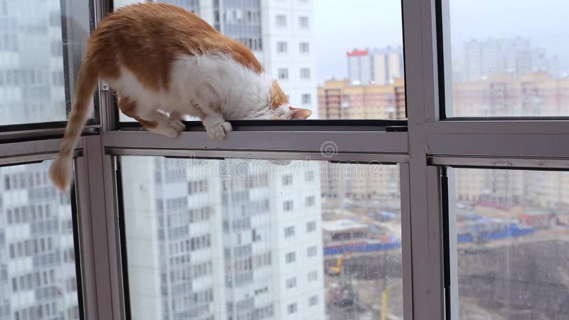Cat Jumps on the Open Balcony Window Stock Footage - Video of street ...