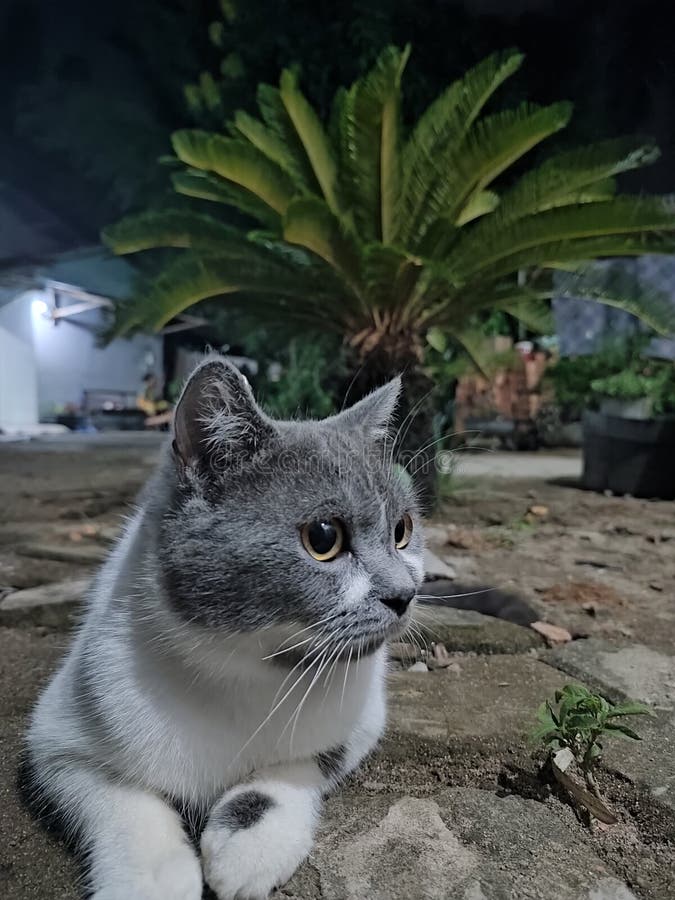 Cat june night stock image. Image of wildlife, june - 222016365