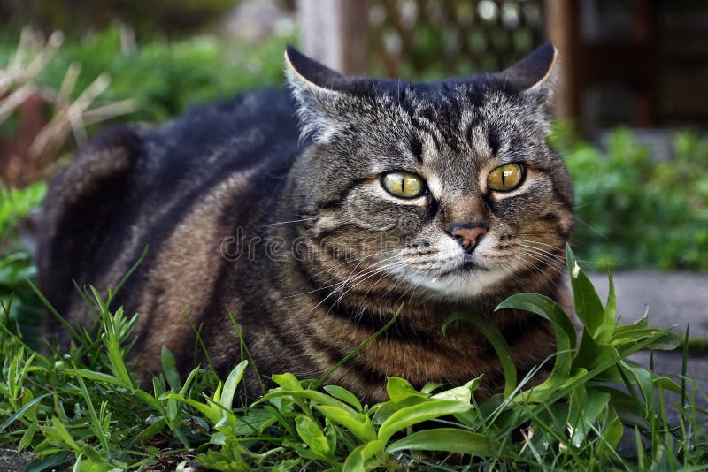 A Cat Just before the Attack Stock Photo - Image of aufmerksamt ...