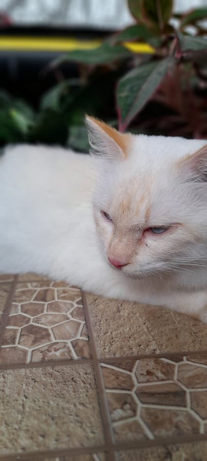 161 Cat Finished Stock Photos - Free & Royalty-Free Stock Photos from ...