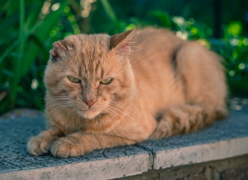 516 Ordinar Photos - Free & Royalty-Free Stock Photos from Dreamstime