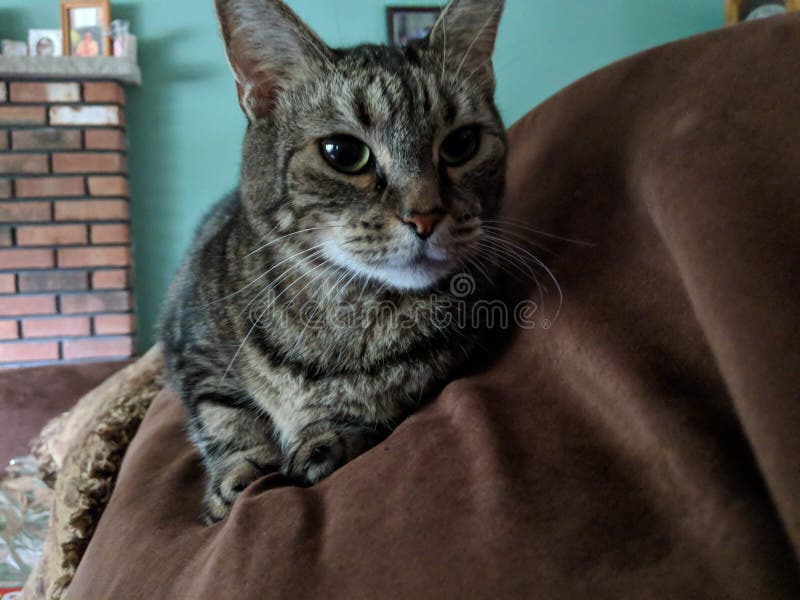 Cat stock photo. Image of adorable, pretty, love, kitty - 138026426