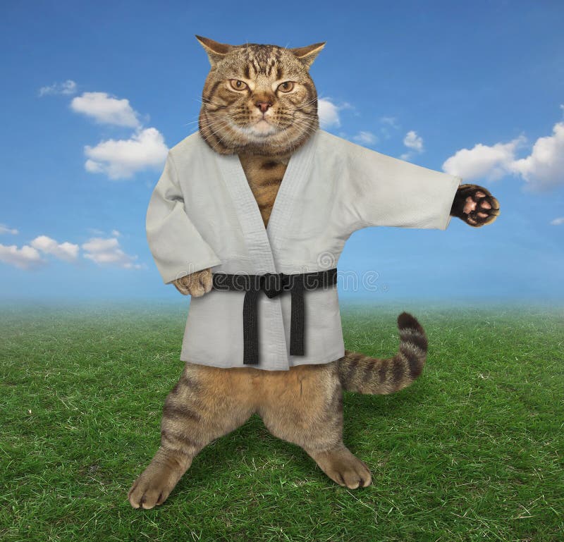 Cat karate on the meadow 2 stock image. Image of athlete - 158825957