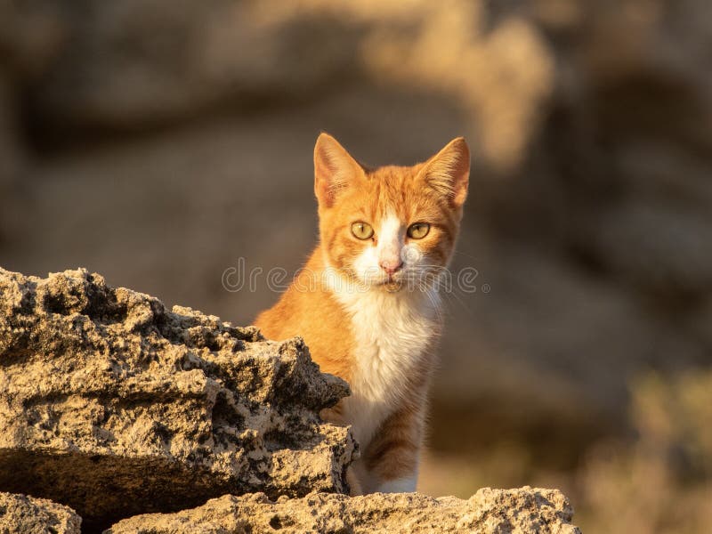 Cat on Karpathos Greece stock photo. Image of island - 325650846