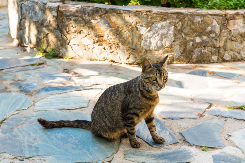 Cat in Kavros Village, Crete Stock Image - Image of village, multi ...