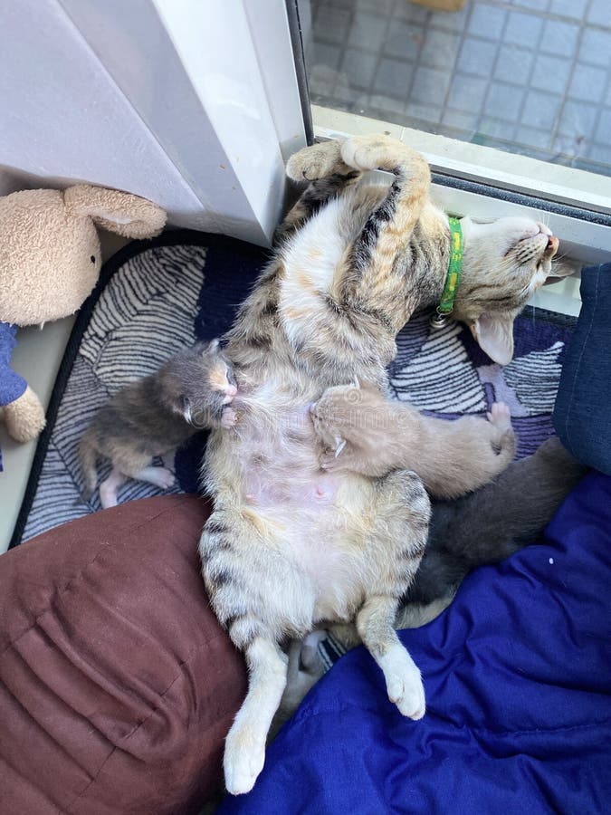 Cat keep the stock photo. Image of position, relaxed - 175345818