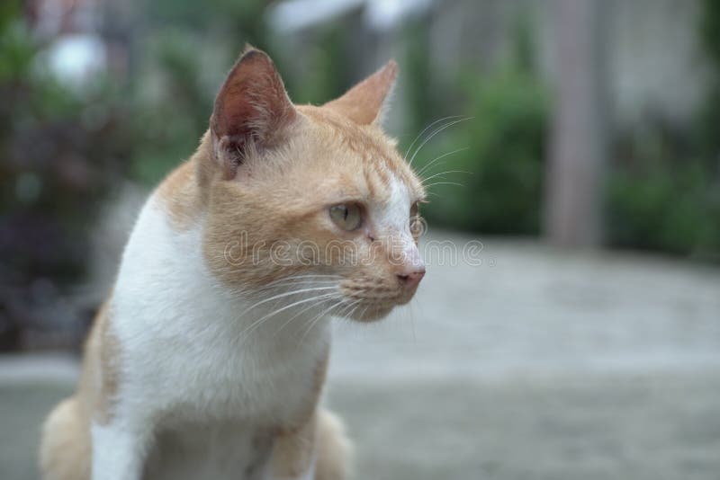 Cat Keep Waiting stock image. Image of wildcat, skin - 261944135