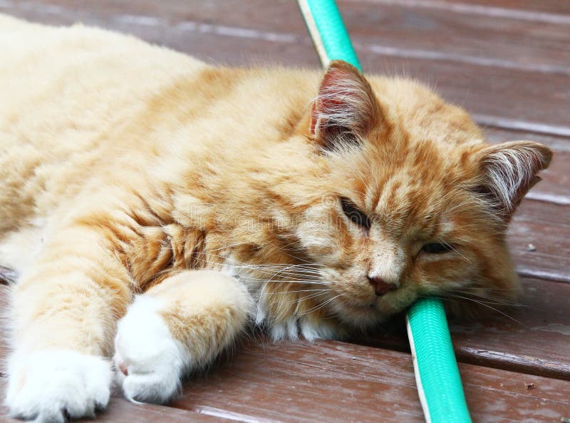 Cat Keeping Cool Laying on a Hose Stock Image - Image of hose, napping ...