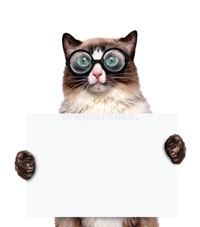 Placeholder banner cat. stock image. Image of blank, copyspace - 53499215