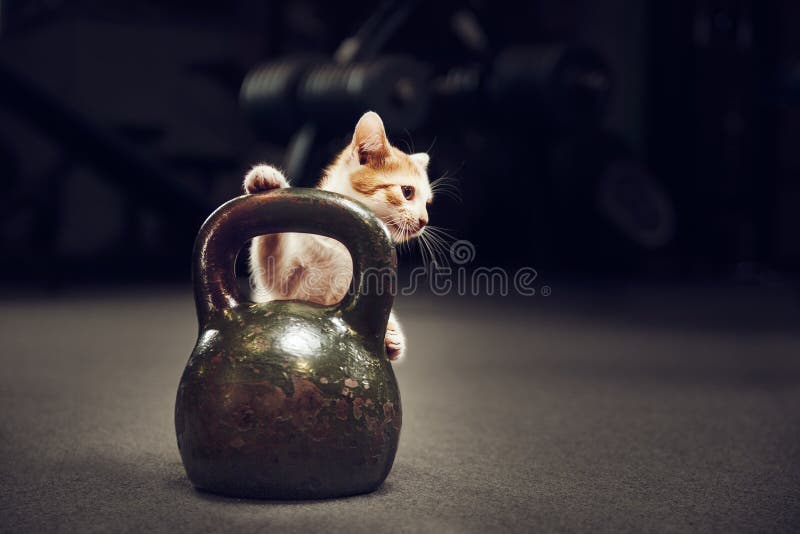 950 Cat Gym Stock Photos - Free & Royalty-Free Stock Photos from Dreamstime