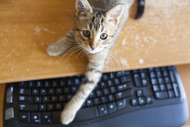 2,652 Cat Computer Keyboard Stock Photos - Free & Royalty-Free Stock ...