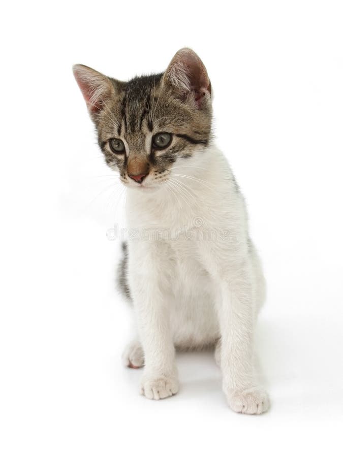 Cat kid stock image. Image of cute, look, sitting, eyes - 1041341