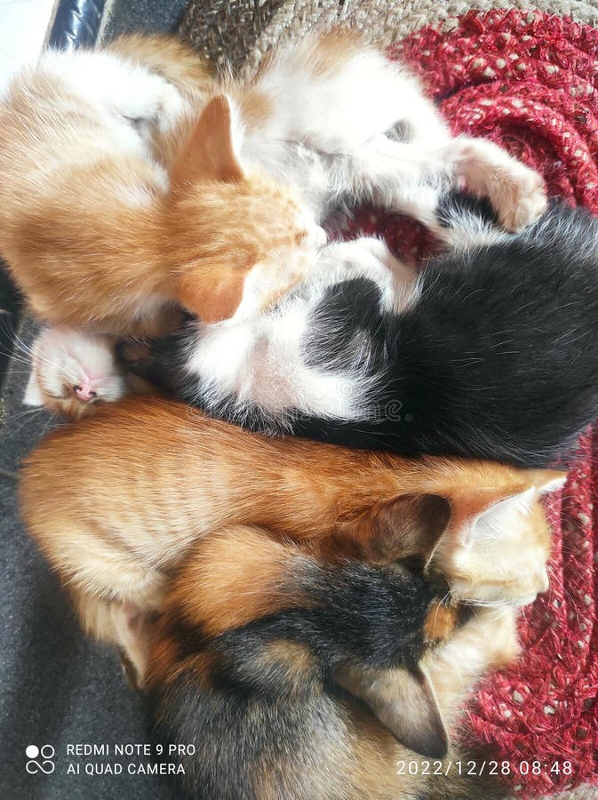 Cat Kids born stock image. Image of kids, whiskers, skin - 269161209