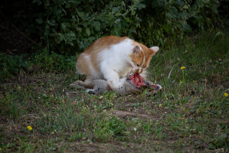 A Cat Killed and Eat a Rabbit Stock Photo - Image of rabbit, garden ...