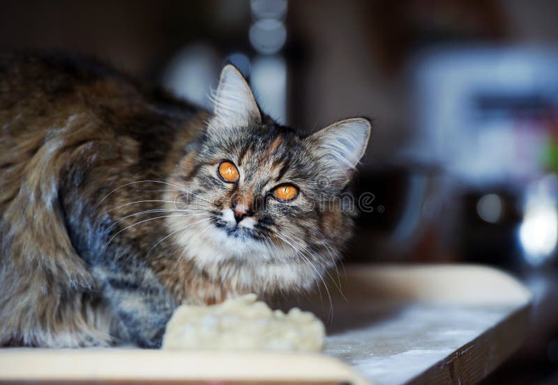 Cat in the Kitchen Has Done Damage. Home Cat Stock Photo - Image of ...