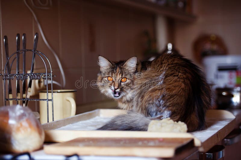 Cat in the Kitchen Has Done Damage. Home Cat Stock Photo - Image of ...