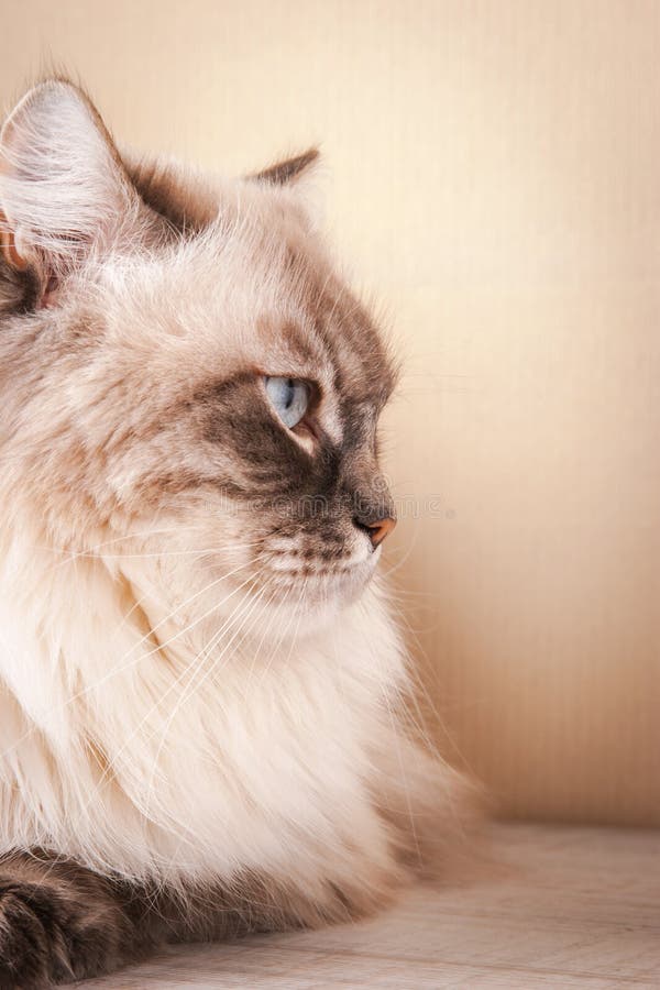 Cat on the kitchen table stock image. Image of home, wooden - 65311841